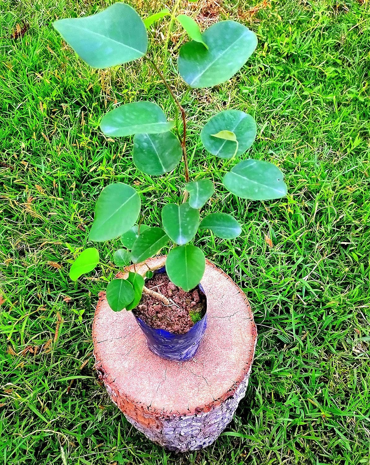 Red Chandan Plant in Lalitpur